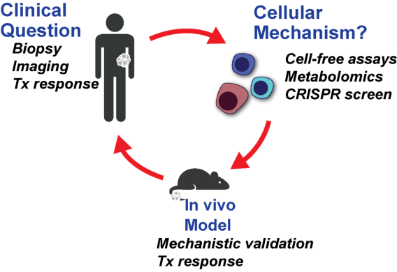 Research | Cai (Xin) Lab | UT Southwestern, Dallas, Texas